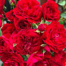 Kletterrose 'Crimson Siluetta ' Wz, 2 - 3 Triebe Lieferform: wurzelnackte Pflanze in A-Qualit&auml;t, mindestens 2 Triebe