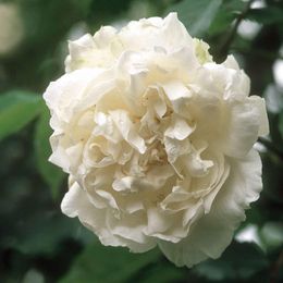 Ramblerrose 'Mme Alfred Carri&eacute;re' Wurzelnackte Pflanze Lieferform: wurzelnackte Pflanze in A-Qualit&auml;t, mindestens 2 Triebe