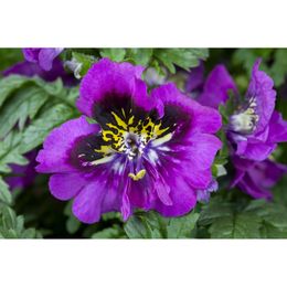 toom Bauernorchidee 'Lila', 12 cm Topf
