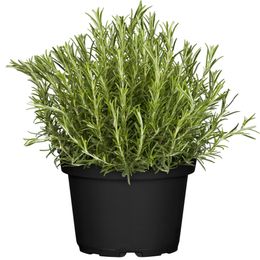 toom Rosmarin Busch 18 cm Topf