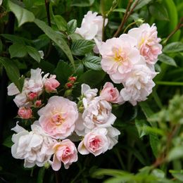 Kletterrose 'Sweet Siluetta ', wurzelnackte Pflanze, 2 - 3 starke Triebe, A-Qualit&auml;t Lieferform: wurzelnackte Pflanze in A-Qualit&auml;t, mindestens 2 