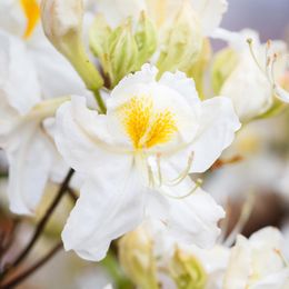 Duftazalee 'Schneegold' Liefergr&ouml;&szlig;e: 30-40 cm