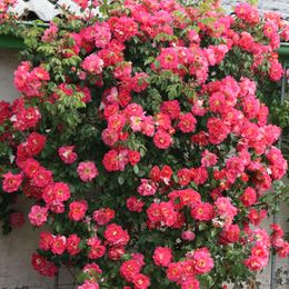Kletterrose 'Bajazzo ', Wurzelnackte Pflanze, 2 - 3 Triebe Liefergr&ouml;&szlig;e: min. 3 starke Triebe
