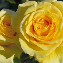 Kletterrose 'Sommergold ' ADR Wz, 2 - 3 Triebe Liefergr&ouml;&szlig;e: mindestens 3 starke Triebe