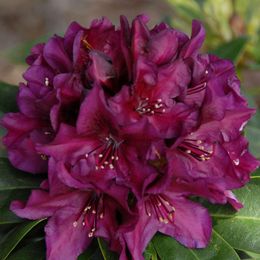 Rhododendron 'Polarnacht' Liefergr&ouml;&szlig;e: 30 - 40 cm - KLASSISCH