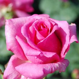 Edelrose 'Duftrausch ' Wurzelnackte Pflanze Liefergr&ouml;&szlig;e: mind. 3 starke Triebe