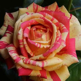 Duftende Malerrose 'Broceliande' Wurzelnackte Pflanze Lieferform: wurzelnackte Pflanze in A-Qualit&auml;t, mindestens 3 Triebe