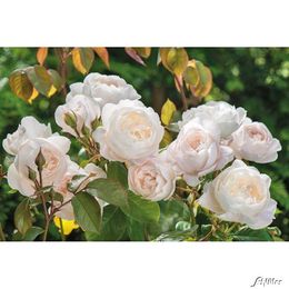 David-Austin-Strauchrose 'Desdemona' Wz Liefergr&ouml;&szlig;e: A-Qualit&auml;t, min. 3 starke Triebe