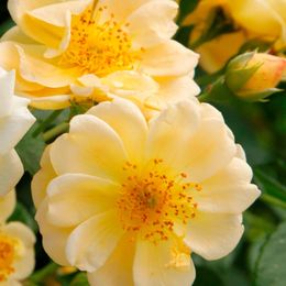 Kletterrose 'Sunny Siluetta ' Wz, 2 - 3 Triebe Lieferform: wurzelnackte Pflanze in A-Qualit&auml;t, mindestens 2 Triebe