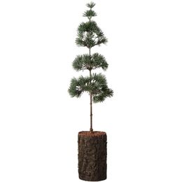IB Laursen Zedernbaum k&uuml;nstlich aufgestammt mit Rindenfu&szlig; H&ouml;he 60, &Oslash; 10 cm skandinavische Deko Online Shop