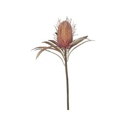 Chic Antique Fleur Protea Blume H60 cm, altrosa skandinavische Deko Online Shop