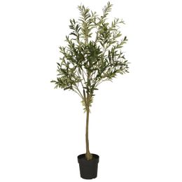 IB Laursen Olivenbaum in Topf H: 166, &Oslash; 50 cm
