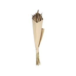 Chic Antique Fleur getrocknete Seterea Blumen L75 cm, natur skandinavische Deko Online Shop