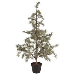 IB Laursen Zederbaum im Topf H&ouml;he 105, &Oslash; 50 cm skandinavische Deko Online Shop