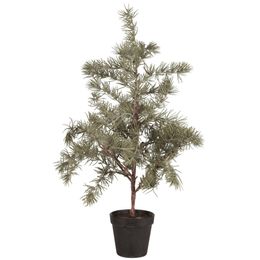 IB Laursen Zederbaum im Topf H&ouml;he 60, &Oslash; 28 cm skandinavische Deko Online Shop