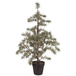 IB Laursen Zederbaum im Topf H&ouml;he 80, &Oslash; 35 cm skandinavische Deko Online Shop