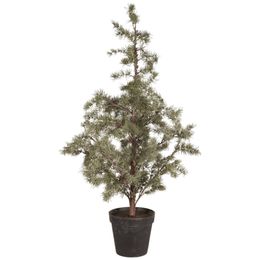 IB Laursen Zederbaum im Topf H&ouml;he 120, &Oslash; 60 cm skandinavische Deko Online Shop
