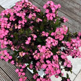 Gartenhortensie 'Daredevil ', 5 Liter Lieferform: Im 5 Liter Topf