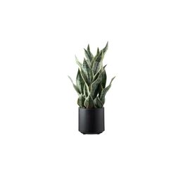 M&ouml;bel Kraft Sansevieria getopft gr&uuml;n Kunststoff Ma&szlig;e (cm): H: 66 &raquo; M&ouml;bel Kraft