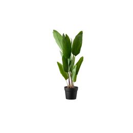 M&ouml;bel Kraft Strelitzia getopft gr&uuml;n Kunststoff Ma&szlig;e (cm): H: 70 &raquo; M&ouml;bel Kraft