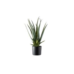 M&ouml;bel Kraft Aloe getopft gr&uuml;n Kunststoff Ma&szlig;e (cm): H: 48 &raquo; M&ouml;bel Kraft