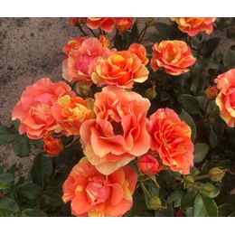 Tchibo - Rose &raquo;Lollipop&laquo; - gelb