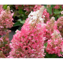 Tchibo - Rispenhortensie &raquo;Pinky Winky&laquo; - dunkelrosa