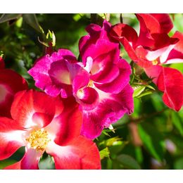 Tchibo - Rose &raquo;Rosy Boom Colour Change&laquo; - wei&szlig;