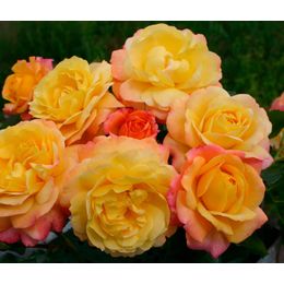 Tchibo - Rose der Hoffnung - gelb