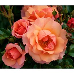 Tchibo - Rose &raquo;Sch&ouml;ne vom See&laquo; - apricot