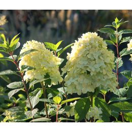 Tchibo - Rispenhortensie &raquo;Limelight&laquo; - creme