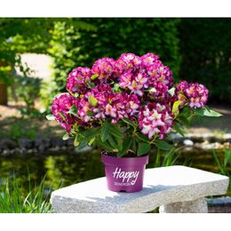 Tchibo - Rhododendron Hybride &raquo;Happy Dendron&laquo; Pushy Purple - wei&szlig;