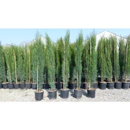 1x Mittelmeerzypresse 140-160 cm S&auml;ulen Toskana Zypressen Zypresse Cupressus Semper.