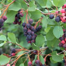 Saskatoon-Beere 'Saskalate ' Lieferform: Im 2 Liter Topf