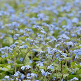 Kaukasus-Vergissmeinnicht 'Caucasian Carpet' Lieferform: Im 9 cm Topf