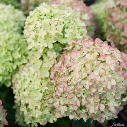 Zwerg-Rispenhortensie 'Little Lime' 5 Liter Container, 40 - 60 cm Liefergr&ouml;&szlig;e: 40 - 60 cm