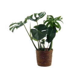 Tchibo - Monstera mit &Uuml;bertopf - gr&uuml;n