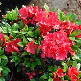 Japanische Azalee 'Satschiko', 3 - 5 Liter, 25 - 30 cm Liefergr&ouml;&szlig;e: 25 - 30 cm