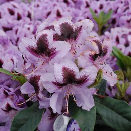 Rhododendron 'Metallica' 5 Liter Container, 30 - 40 cm - KLASSISCH Liefergr&ouml;&szlig;e: 30 - 40 cm
