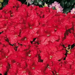 Rhododendron 'Rabatz ' Container, 30-40 cm - KLASSISCH Liefergr&ouml;&szlig;e: 30-40 cm