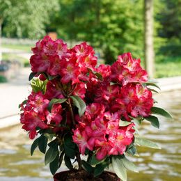 Rhododendron 'Junifeuer' - Easydendron Liefergr&ouml;&szlig;e: 30 - 40 cm