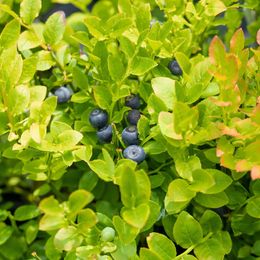 Waldheidelbeere | Blaubeere Liefergr&ouml;&szlig;e: 20 - 25 cm