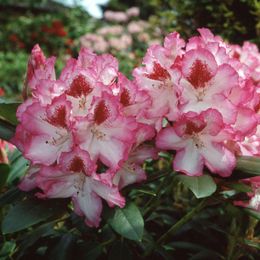 Rhododendron 'Hachmanns Charmant ' Container, 30 - 40 cm - KLASSISCH Liefergr&ouml;&szlig;e: 30 - 40 cm