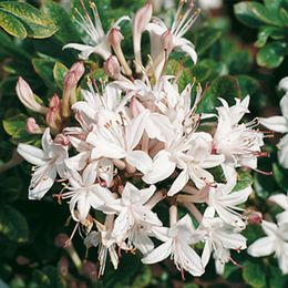 Duftazalee 'Sommerduft' Liefergr&ouml;&szlig;e: 30-40 cm