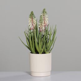 DPI Kunstpflanze Aloe Vera