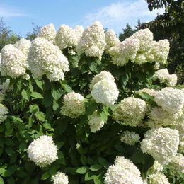 Rispenhortensie 'Limelight' 10 Liter Topf, 80 - 100 cm Liefergr&ouml;&szlig;e: 80 - 100 cm