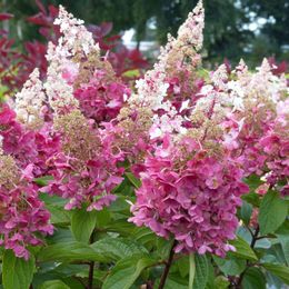Rispenhortensie 'Pinky Winky ', 3 Liter, 40 - 60 cm Liefergr&ouml;&szlig;e: 40-60 cm