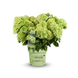 Zwerg-Rispenhortensie 'Groundbreaker Greeny' C5 Lieferform: Im 5 Liter Topf