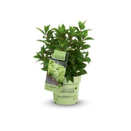 Zwerg-Rispenhortensie 'Groundbreaker Greeny' 1,3 Liter Topf Lieferform: Im 1,3 Liter Topf