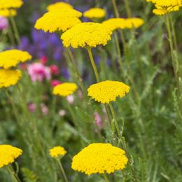 Schafgarbe 'Summer Gold' / Hohe Gold-Garbe 3 Liter Container Lieferform: Im 3 Liter Topf